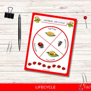 Life Cycle of a Ladybug | Homeschool Nature Study Printable, Insect ...