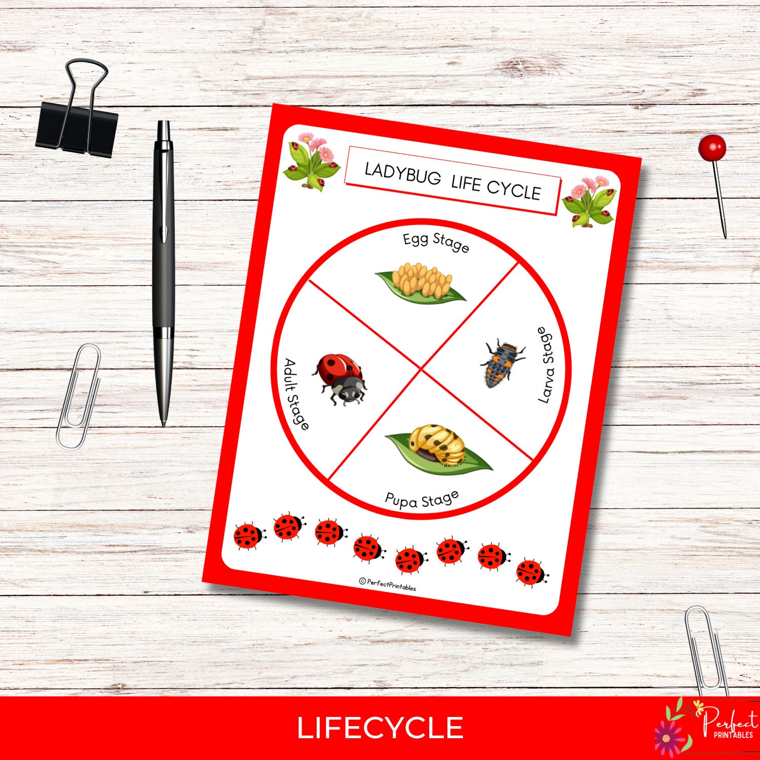 Life Cycle of a Ladybug | Homeschool Nature Study Printable, Insect ...