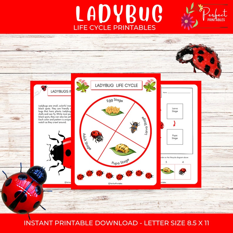 Life Cycle of a Ladybug | Homeschool Nature Study Printable, Insect ...