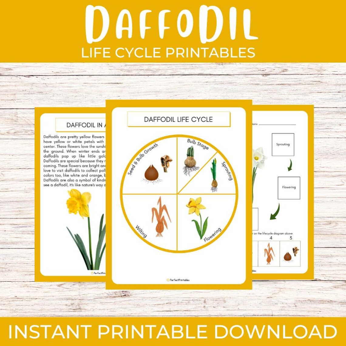 Life Cycle of a Daffodil Worksheet | Spring Plant Unit Study With Fun ...