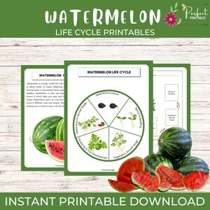 Life Cycle of a Watermelon Plant Worksheet | Plants Biology Unit Study ...