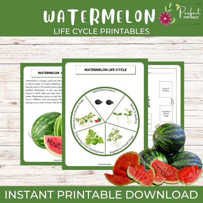 Life Cycle of a Watermelon Plant Worksheet | Plants Biology Unit Study ...