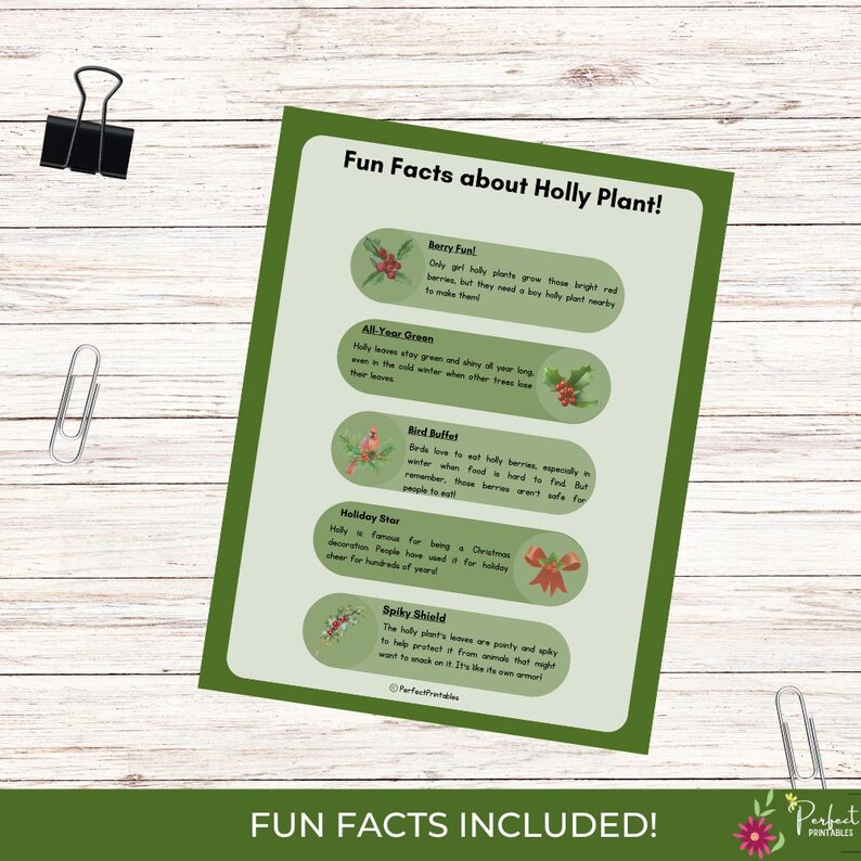 Life Cycle of a Holly Plant Worksheet | Christmas Plant Science Unit ...