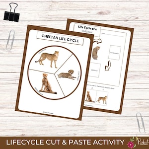 Life Cycle of a Cheetah Worksheet- Animal Science Unit Study With Fun ...