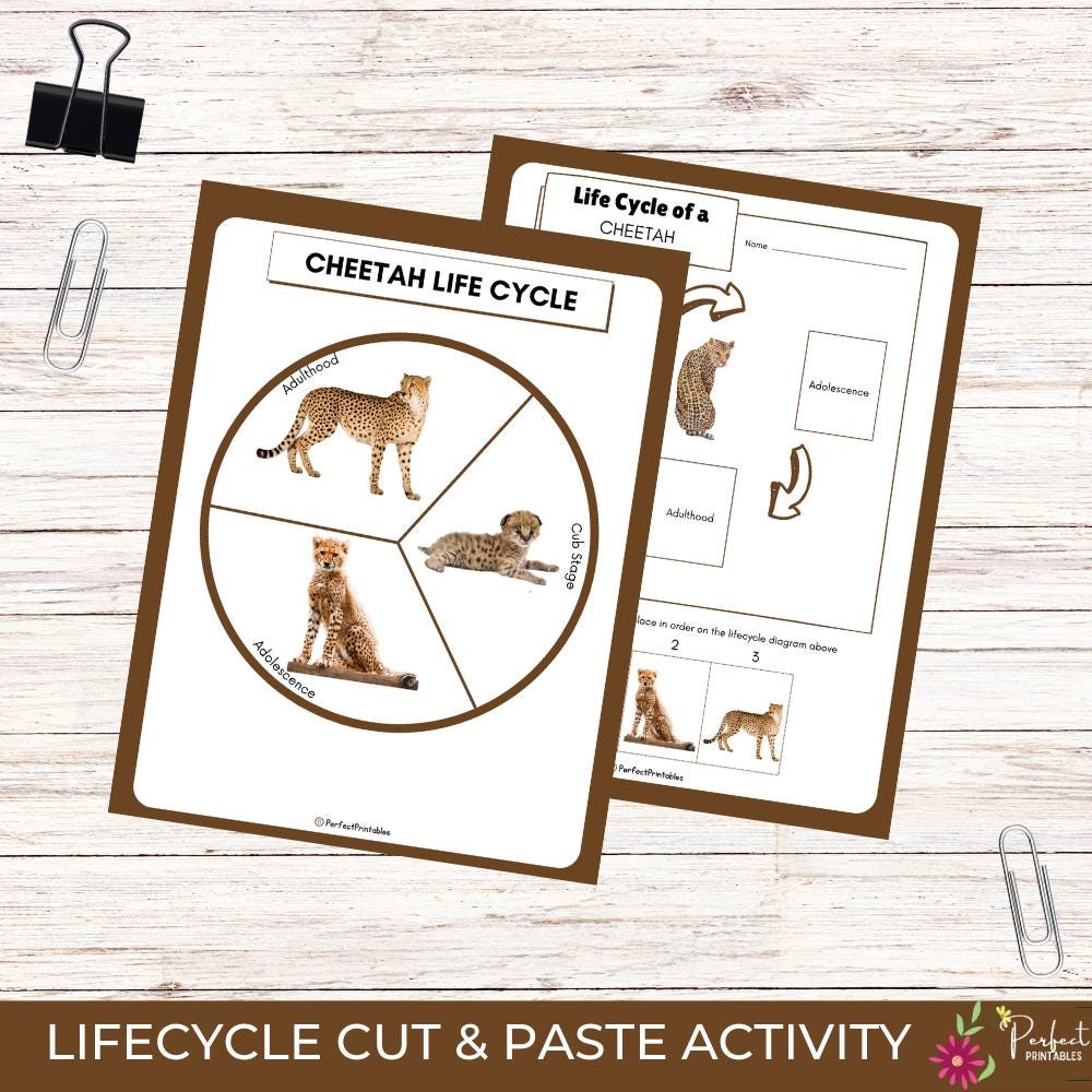 Life Cycle of a Cheetah Worksheet- Animal Science Unit Study With Fun ...