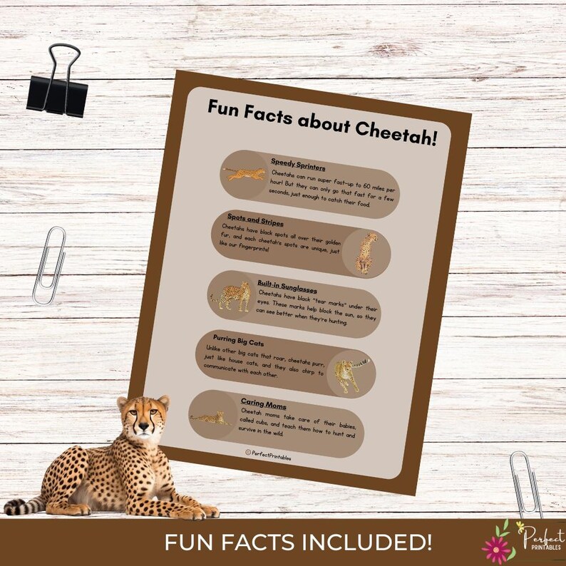 Life Cycle of a Cheetah Worksheet- Animal Science Unit Study With Fun ...