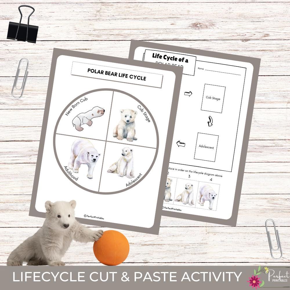 Polar Bear Life Cycle, Homeschool Arctic Animal Study Printable, Animal ...