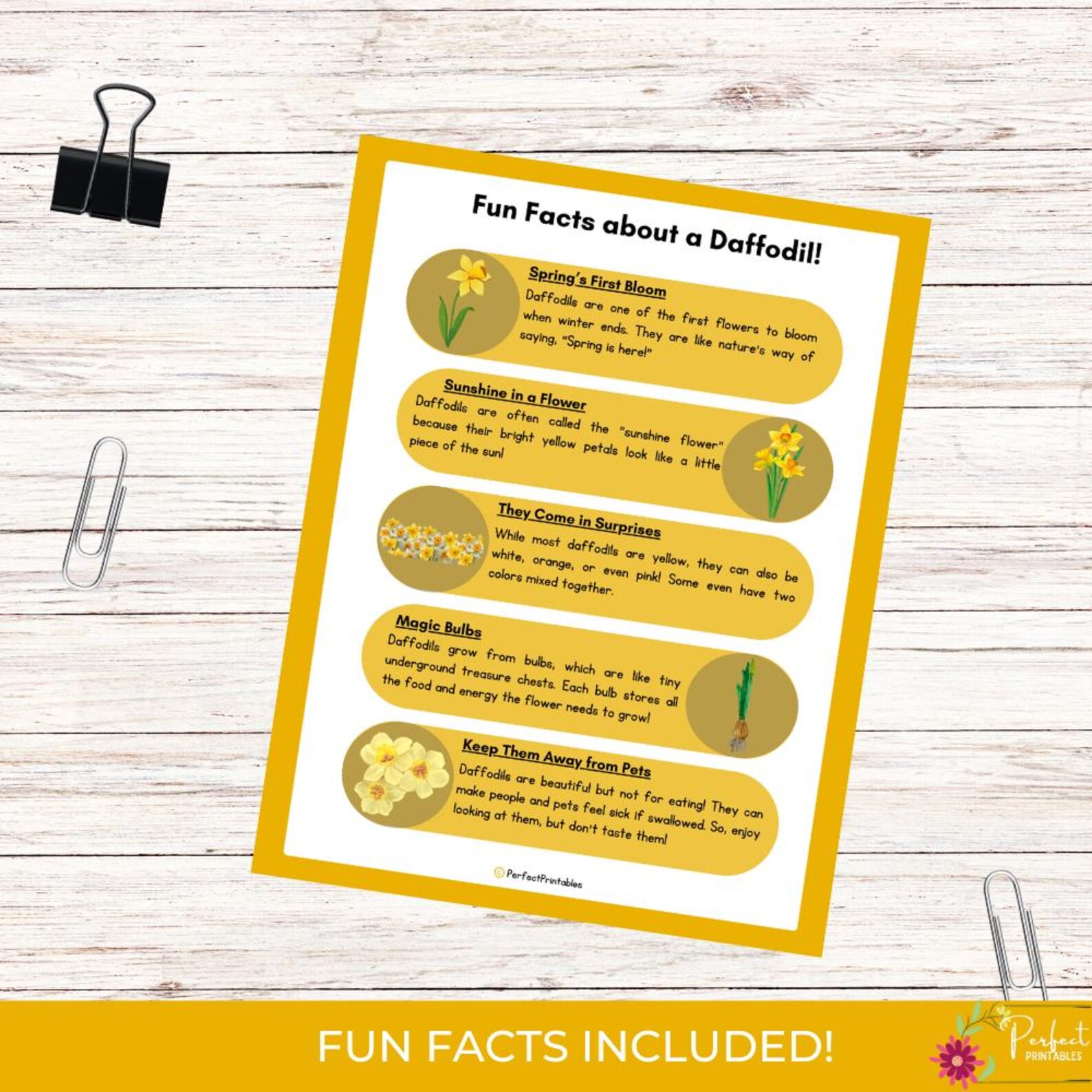 Life Cycle of a Daffodil Worksheet | Spring Plant Unit Study With Fun ...