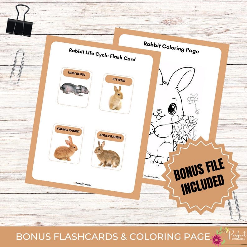 Life Cycle of a Rabbit | Bunny Printable Learning Activity for Kids ...
