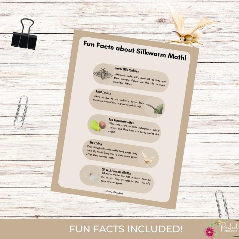 Life Cycle of a Silkworm Moth Worksheet - Insect Science Unit Study ...