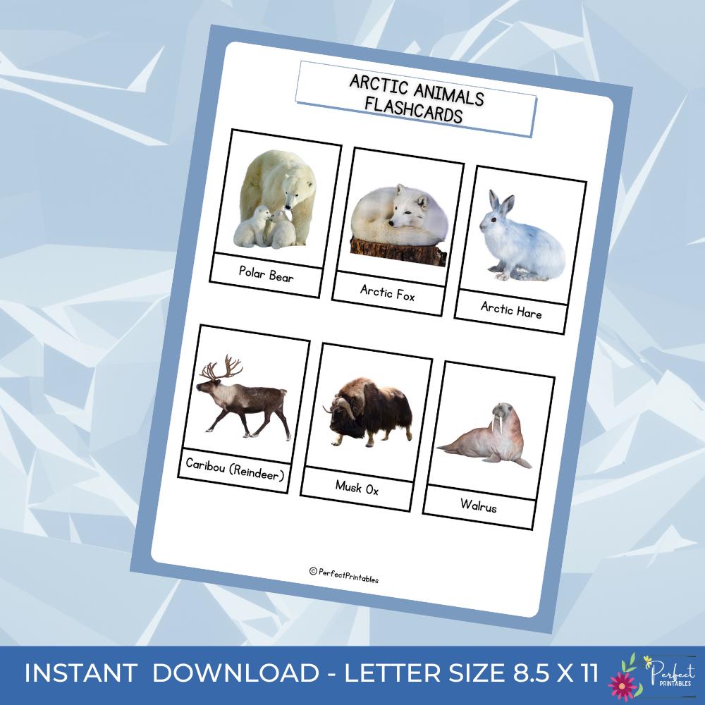 Arctic Animals Flashcards With Real Picture | Polar Animals Interactive ...