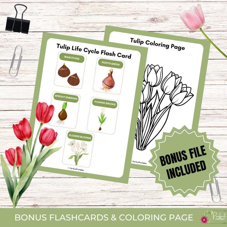Life Cycle of a Tulip Worksheet - Flower Mini Science Unit Study With ...