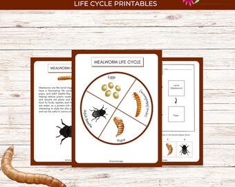 Life Cycle of a Ladybug | Homeschool Nature Study Printable, Insect ...