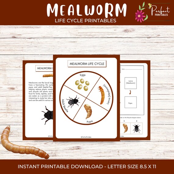 Mealworm Worksheets