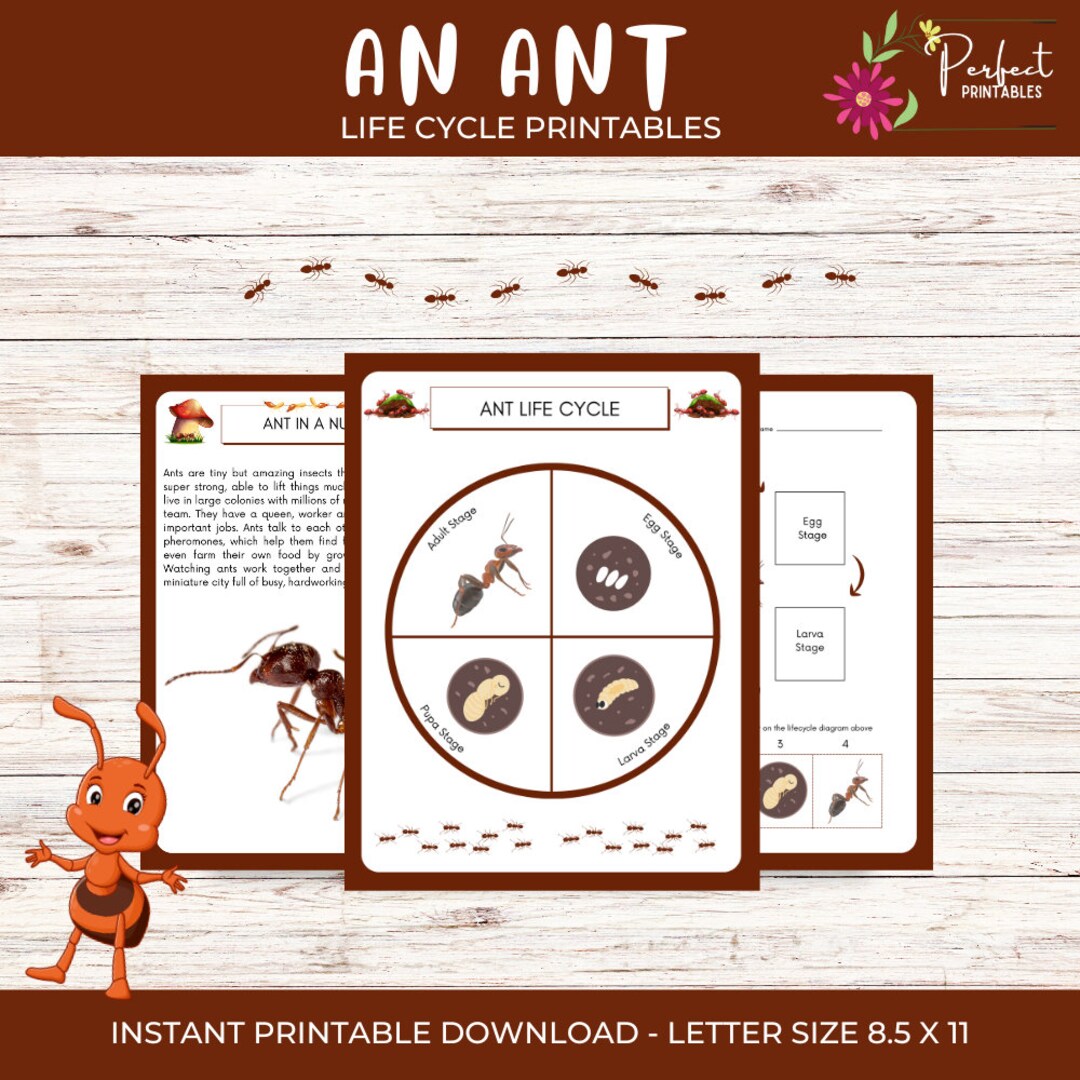 Ciclo de vida de una hormiga, hoja de trabajo sobre el ciclo de vida de ...