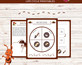 Life Cycle of a Mosquito Insect, Homeschool Nature Study Printable ...