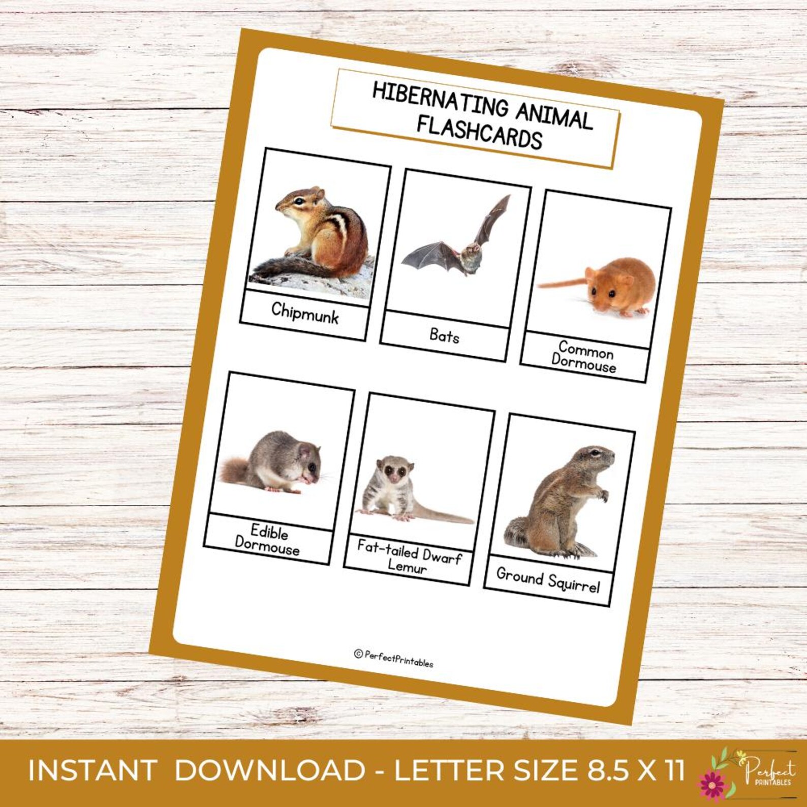 Hibernating Animal Flash Cards | Winter Sleep Unit Study Hibernation ...