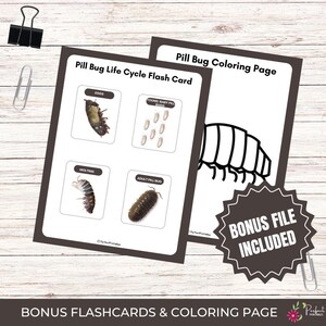 Life Cycle of a Pill Bug Worksheet- Roly Poly Unit Study With Fun Facts ...