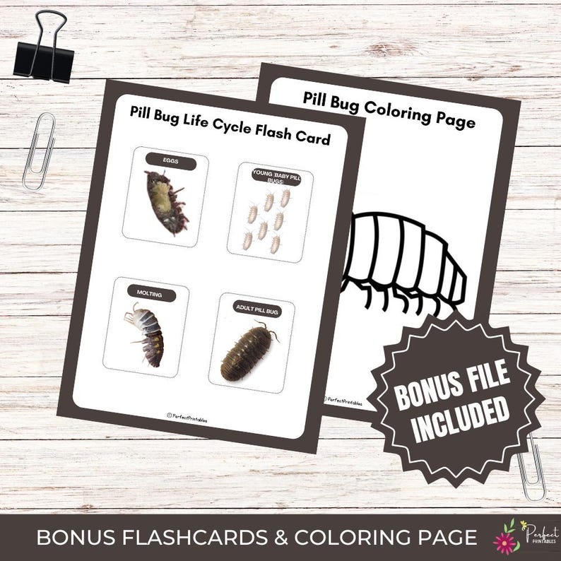 Life Cycle of a Pill Bug Worksheet- Roly Poly Unit Study With Fun Facts ...