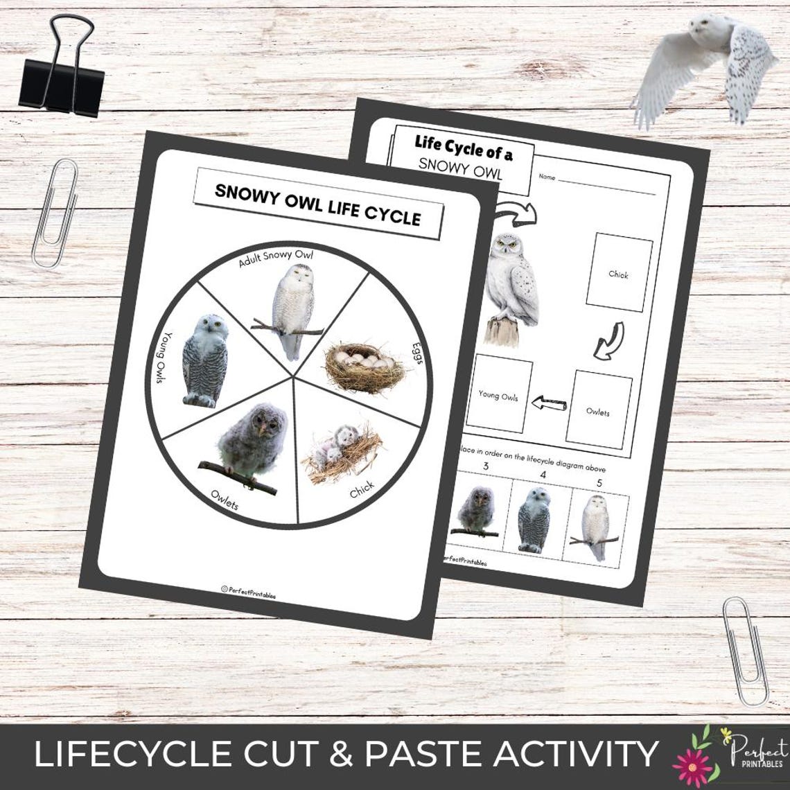 Life Cycle of a Snowy Owl Worksheet- Winter Animal Science Unit Study ...