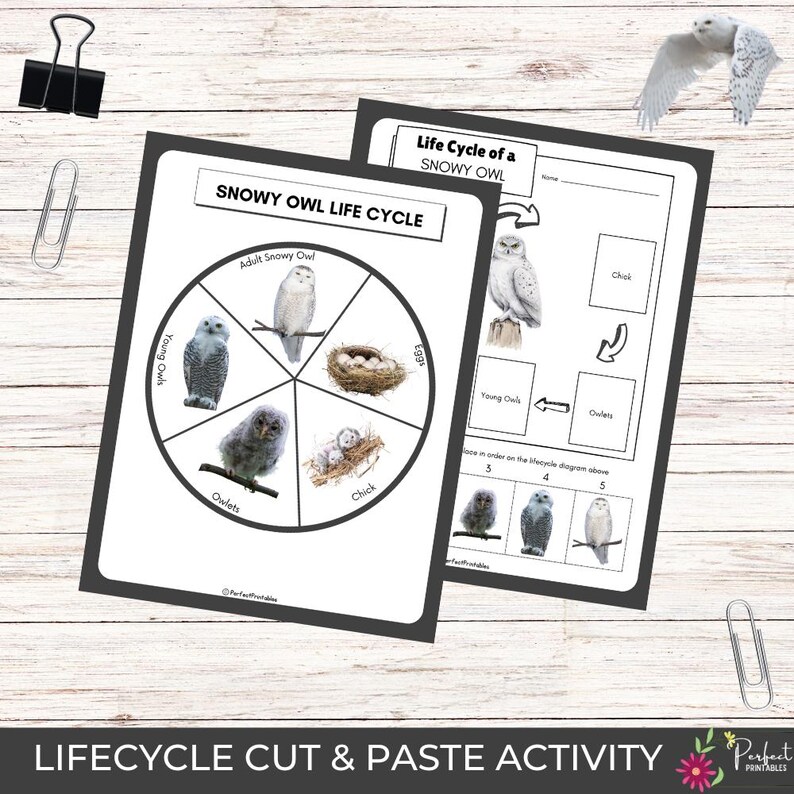 Life Cycle of a Snowy Owl Worksheet- Winter Animal Science Unit Study ...