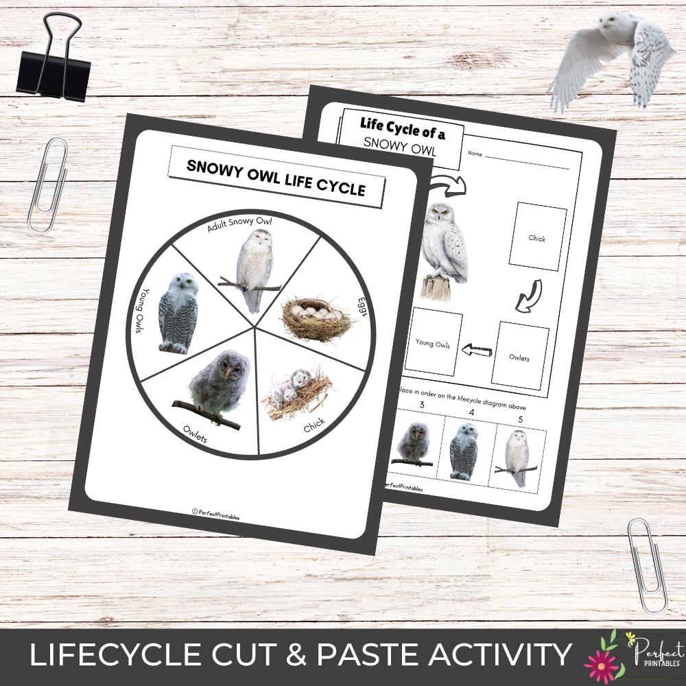 Life Cycle of a Snowy Owl Worksheet- Winter Animal Science Unit Study ...