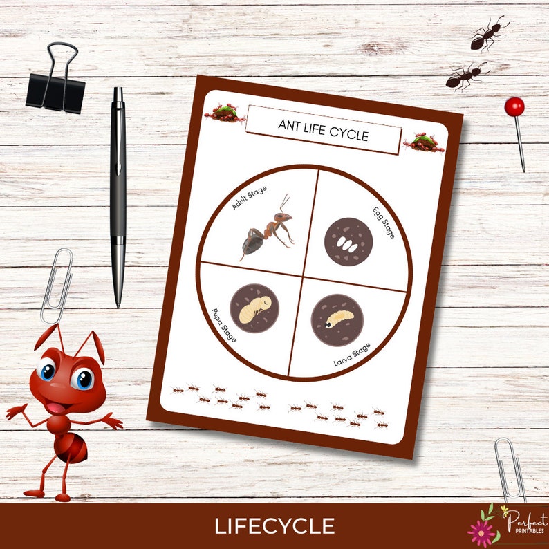 Ciclo de vida de una hormiga, hoja de trabajo sobre el ciclo de vida de ...