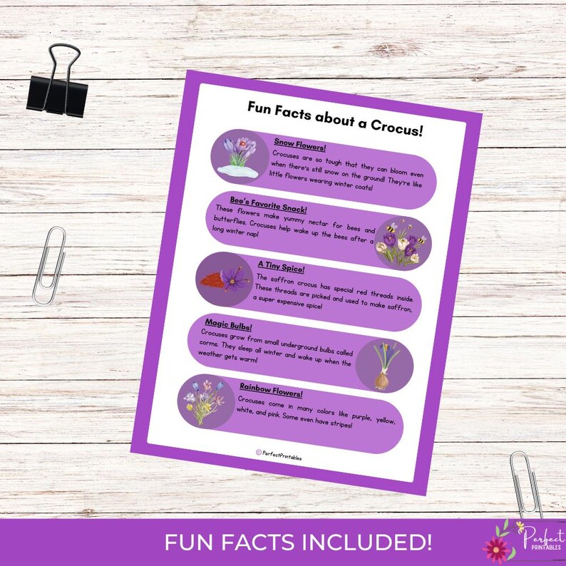 Life Cycle of a Crocus | Spring Flowering Plant Unit Study With Fun ...