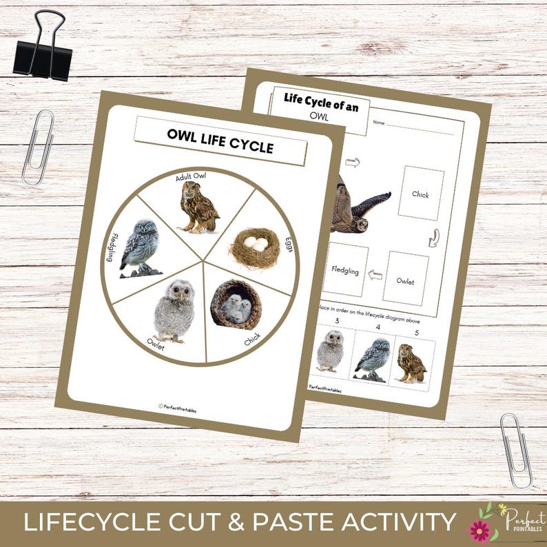 Life Cycle of an Owl | Wildlife/birds Unit Study With Fun Facts | Birds ...