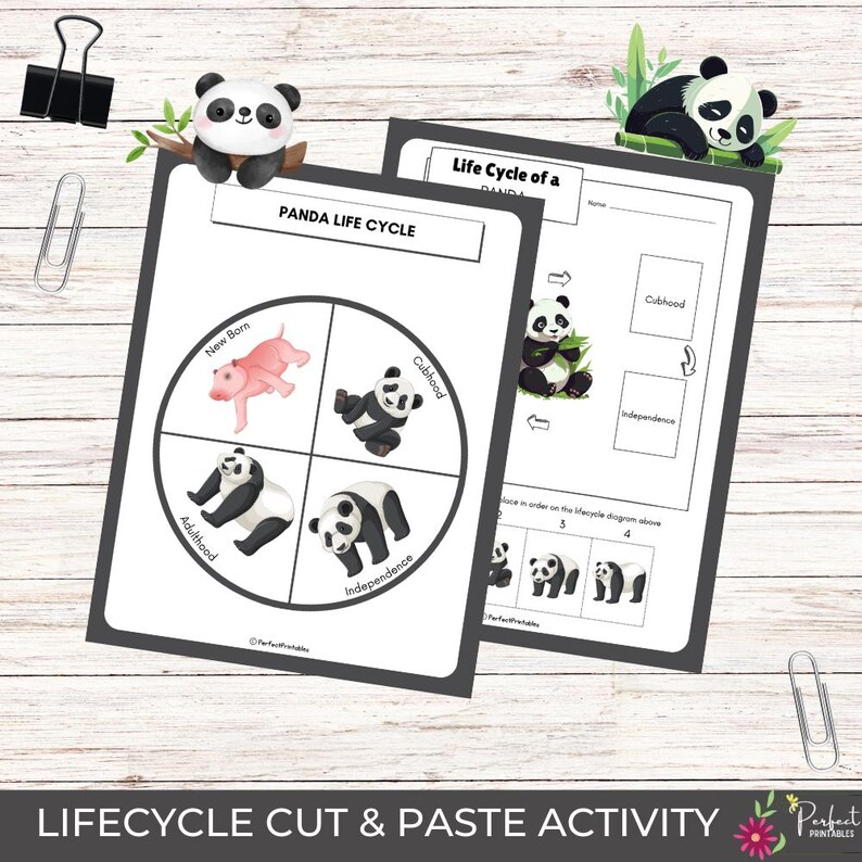 Panda Life Cycle | Life Cycle of a Panda Worksheet - Animal Science ...