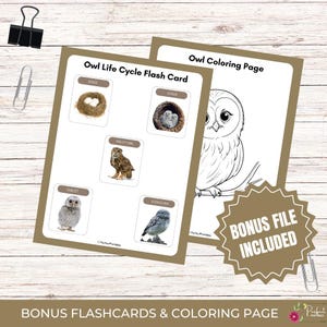 Life Cycle of an Owl | Wildlife/birds Unit Study With Fun Facts | Birds ...