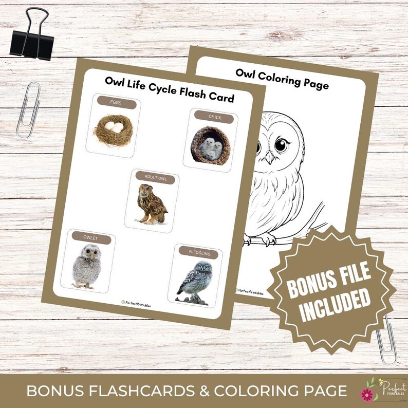 Life Cycle of an Owl | Wildlife/birds Unit Study With Fun Facts | Birds ...