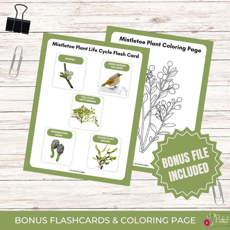Life Cycle of a Mistletoe Worksheet | Christmas Plant Science Unit ...