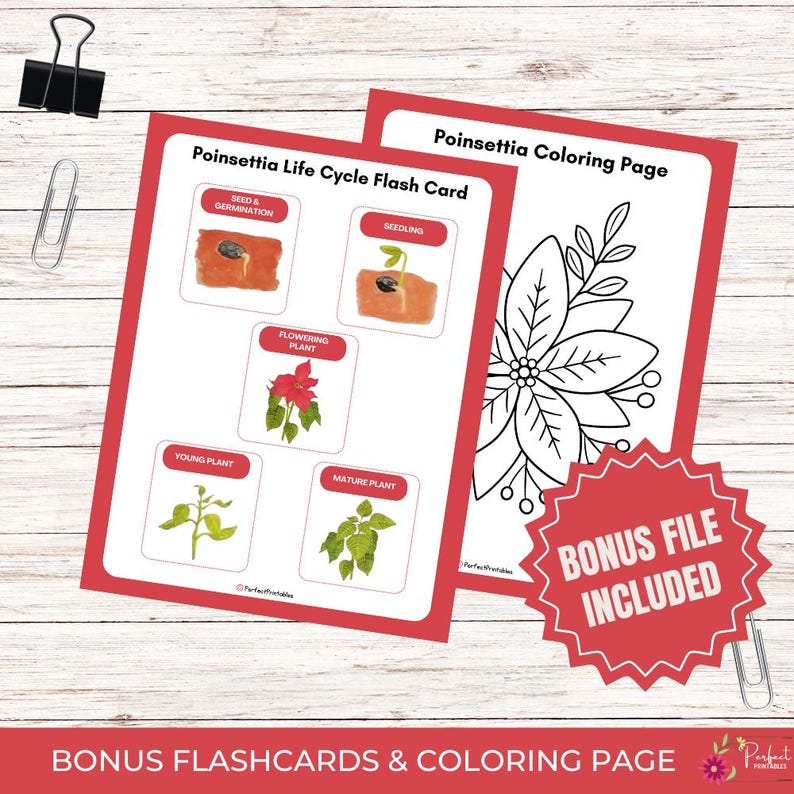 Life Cycle of a Poinsettia Worksheet | Christmas Plant Science Unit ...