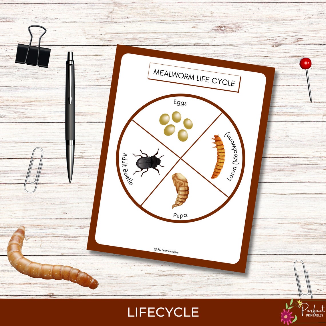 The Life Cycle of a Mealworm Worksheet | Homeschool Nature Study ...