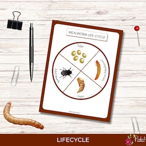 The Life Cycle of a Mealworm Worksheet | Homeschool Nature Study ...