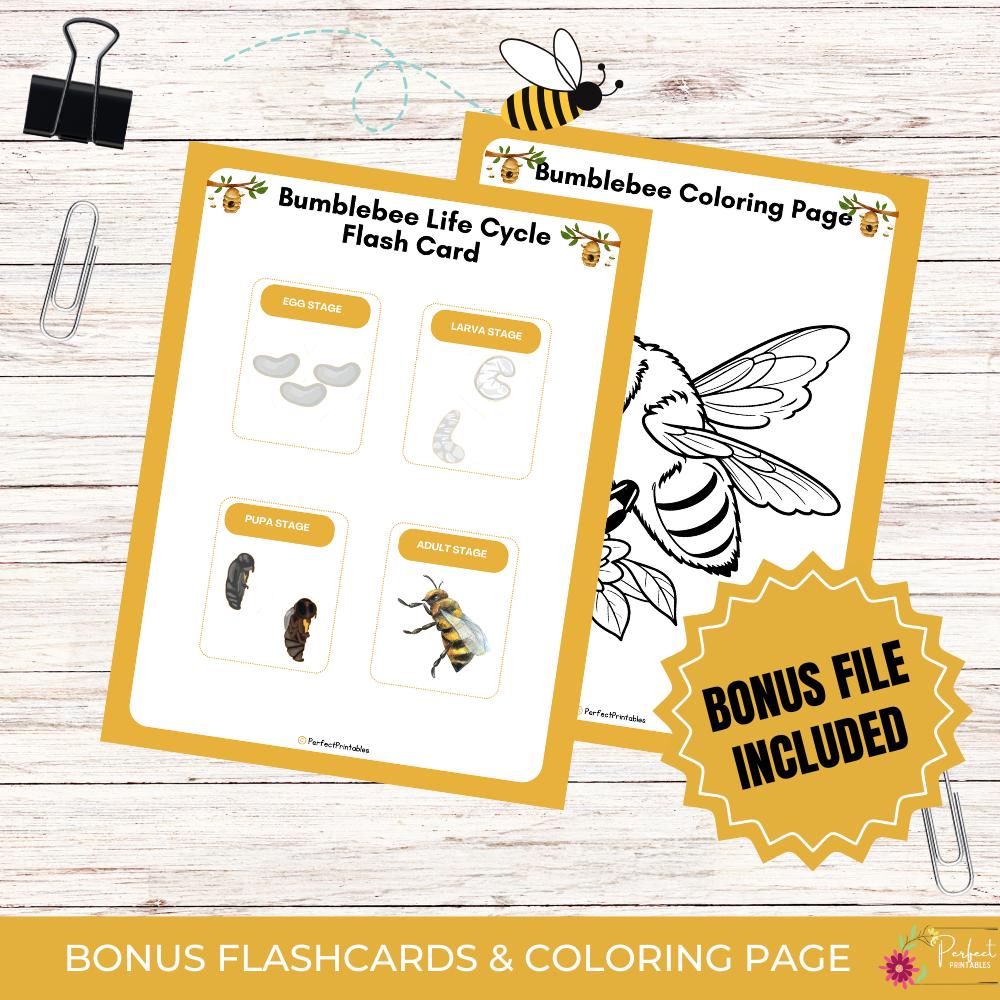 Life Cycle of a Bumblebee Unit Study Worksheet | Bugs & Insect Life ...