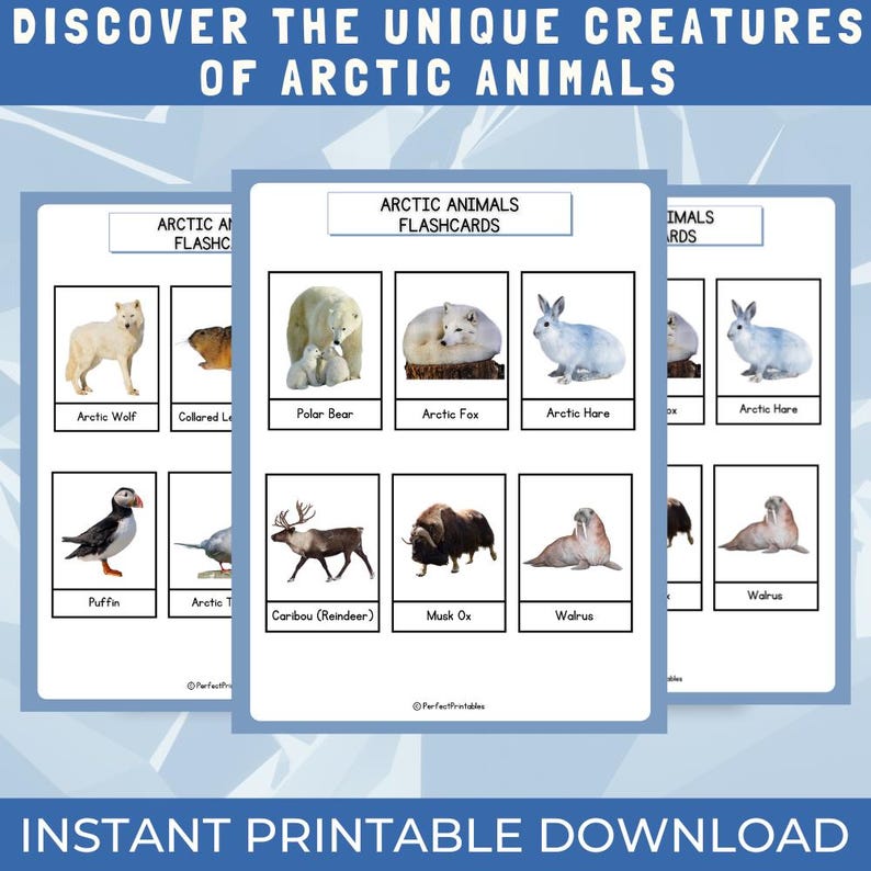 Arctic Animals Flashcards With Real Picture | Polar Animals Interactive ...