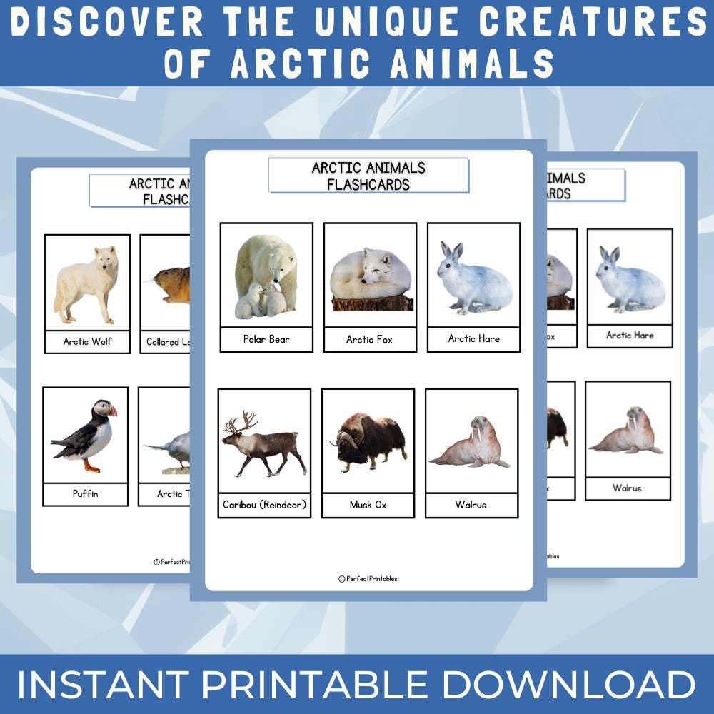 Arctic Animals Flashcards With Real Picture | Polar Animals Interactive ...