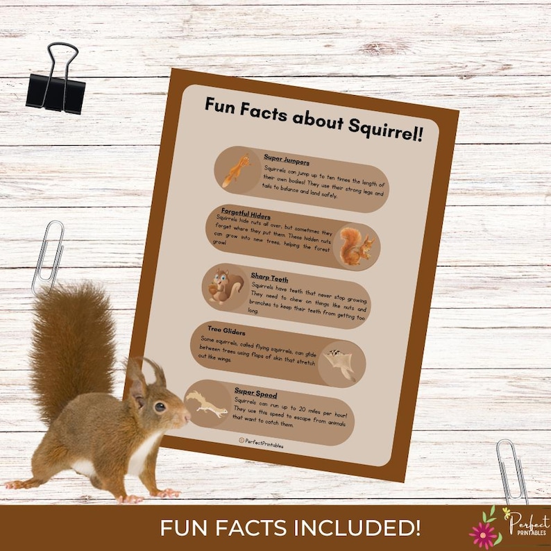 Life Cycle of a Squirrel Worksheet- Animal Science Unit Study With Fun ...
