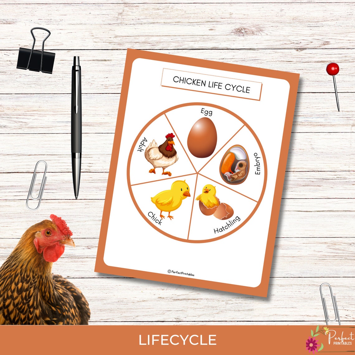 Life Cycle of a Chicken | Homeschool Nature Study Printable, Farm ...