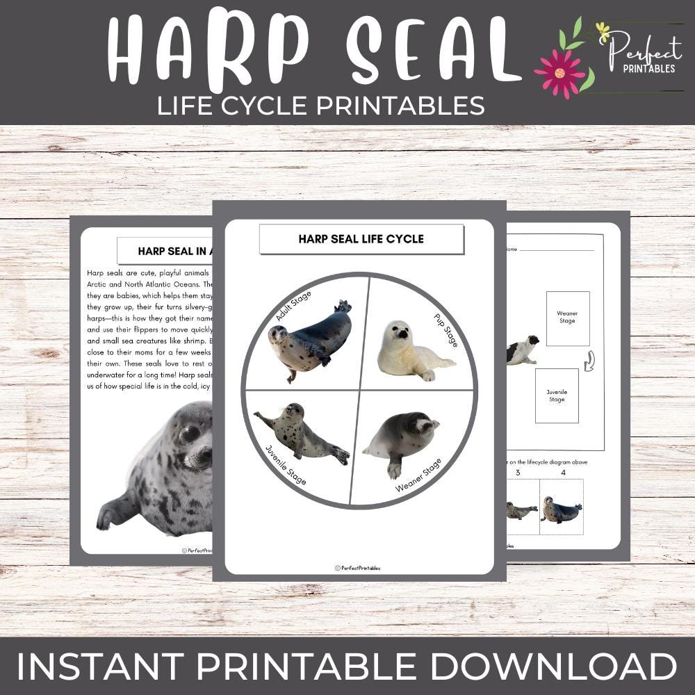 Life Cycle of a Harp Seal Worksheet - Ocean Animal Science Unit Study ...
