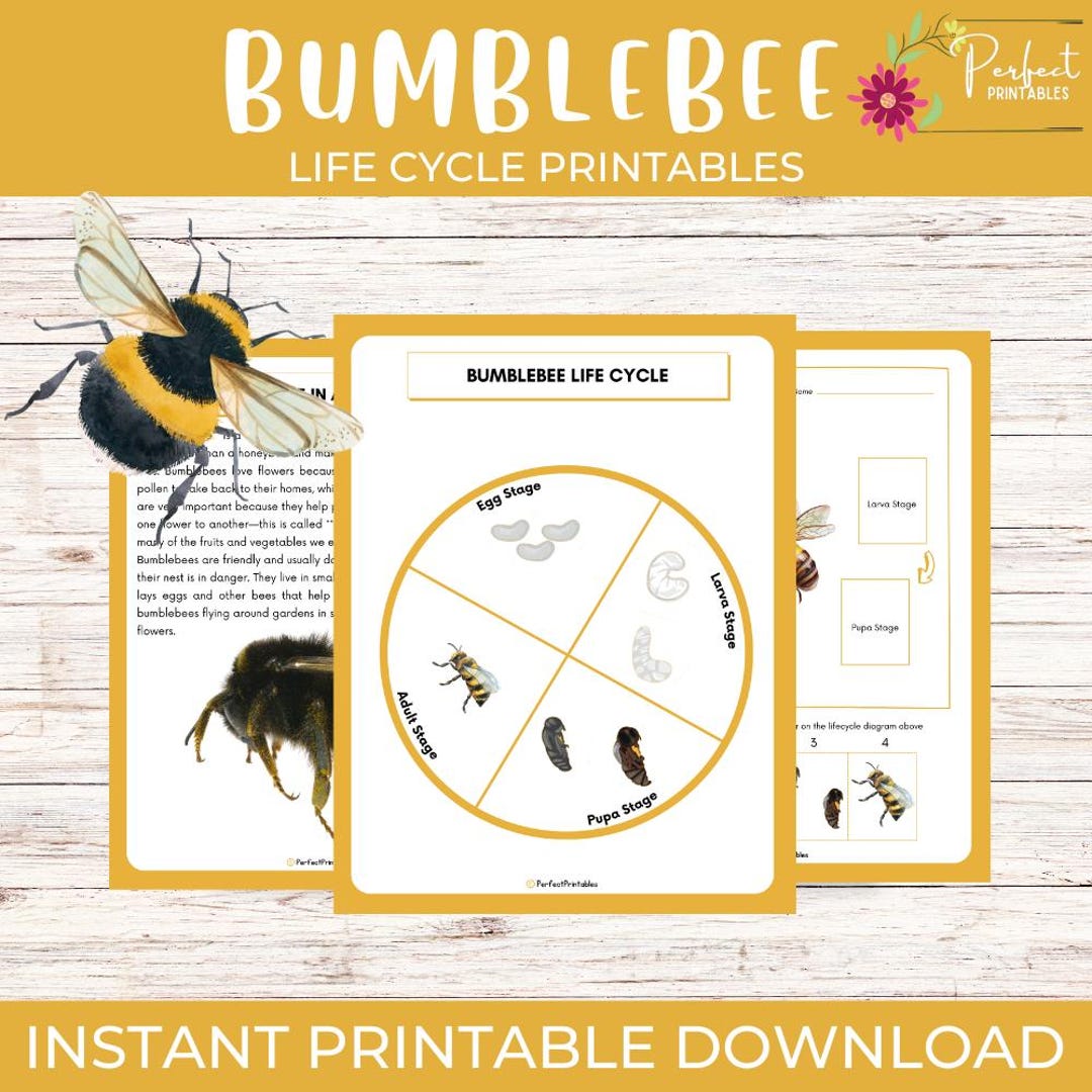 Life Cycle of a Bumblebee Unit Study Worksheet | Bugs & Insect Life ...