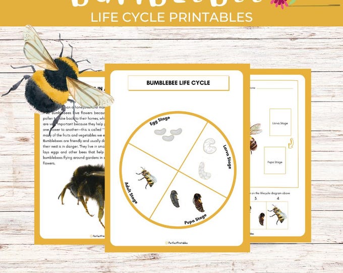 Ciclo de vida de las abejas imprimible en ucraniano, ciclo de vida de ...