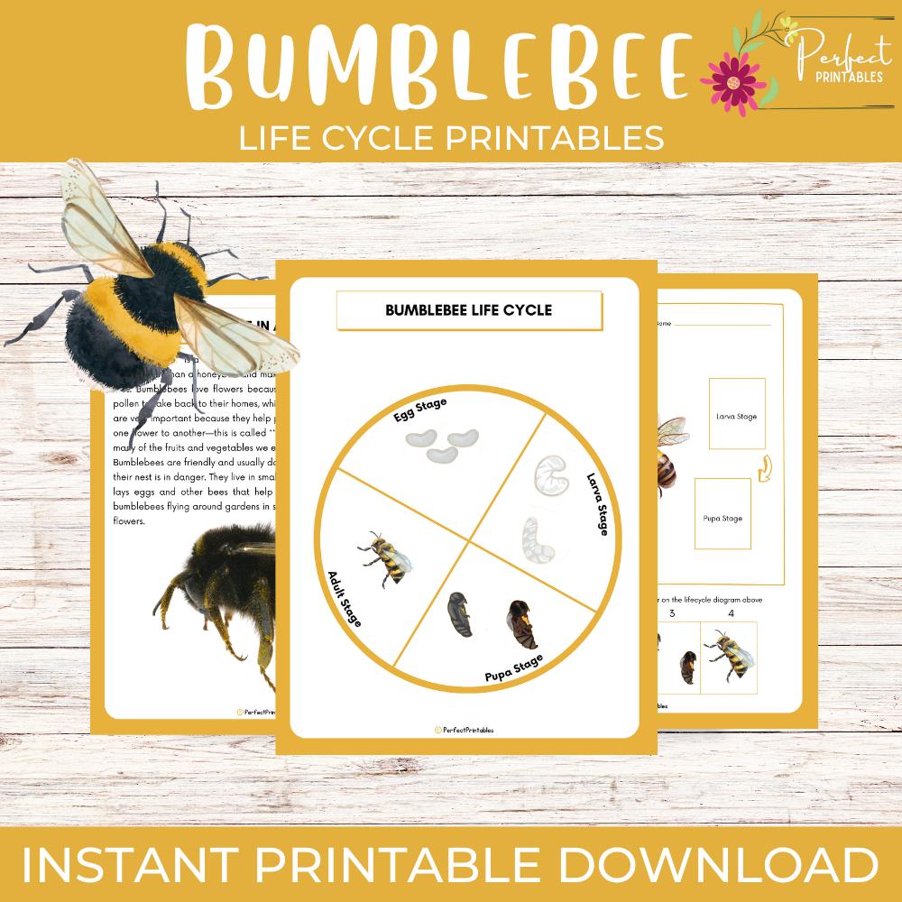 Life Cycle of a Bumblebee Unit Study Worksheet | Bugs & Insect Life ...