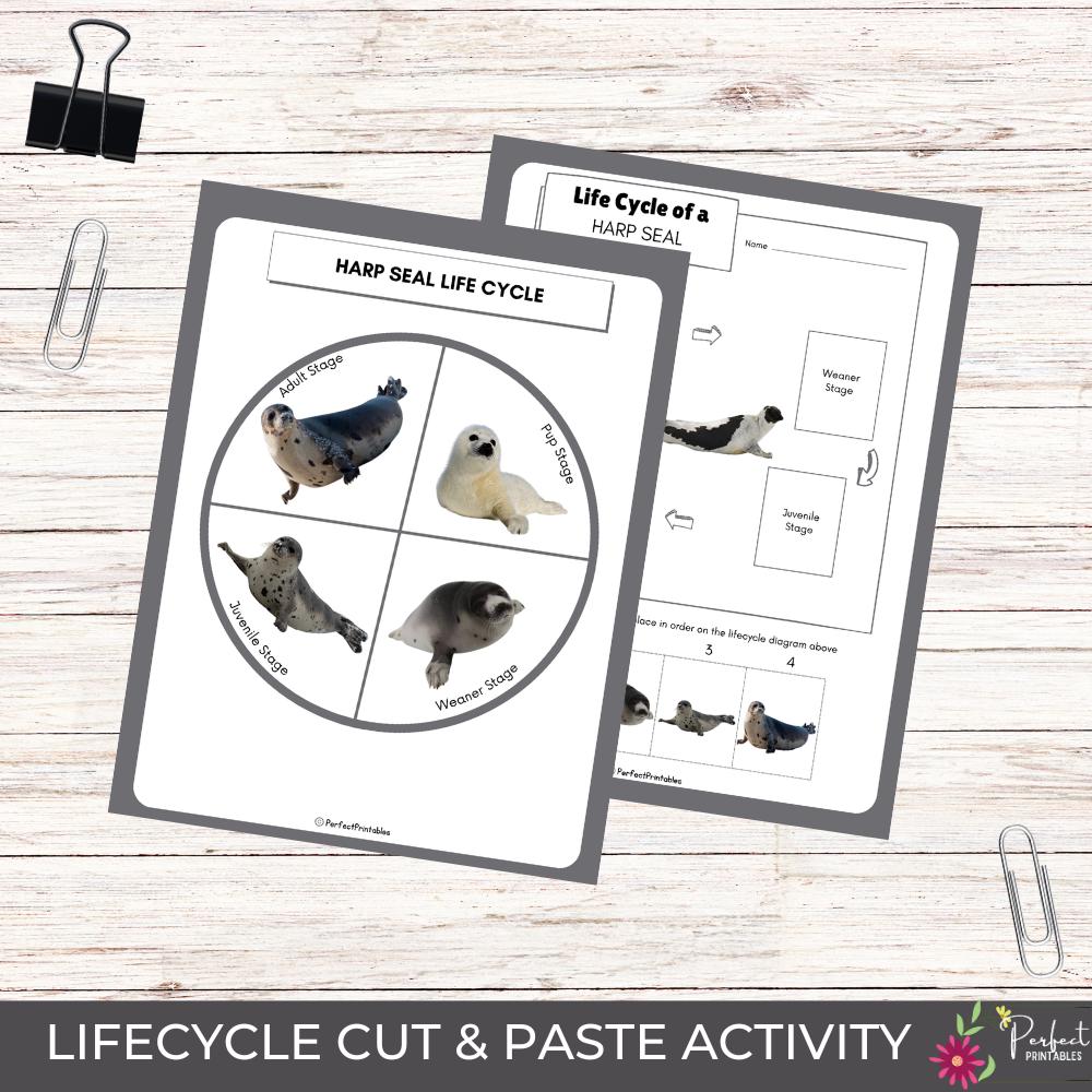 Life Cycle of a Harp Seal Worksheet - Ocean Animal Science Unit Study ...