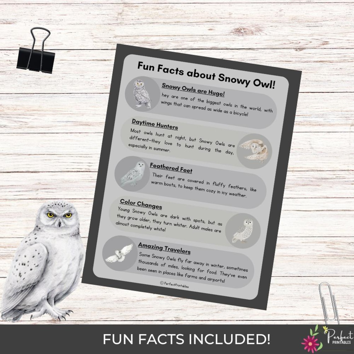 Life Cycle of a Snowy Owl Worksheet- Winter Animal Science Unit Study ...