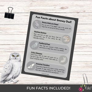 Life Cycle of a Snowy Owl Worksheet- Winter Animal Science Unit Study ...