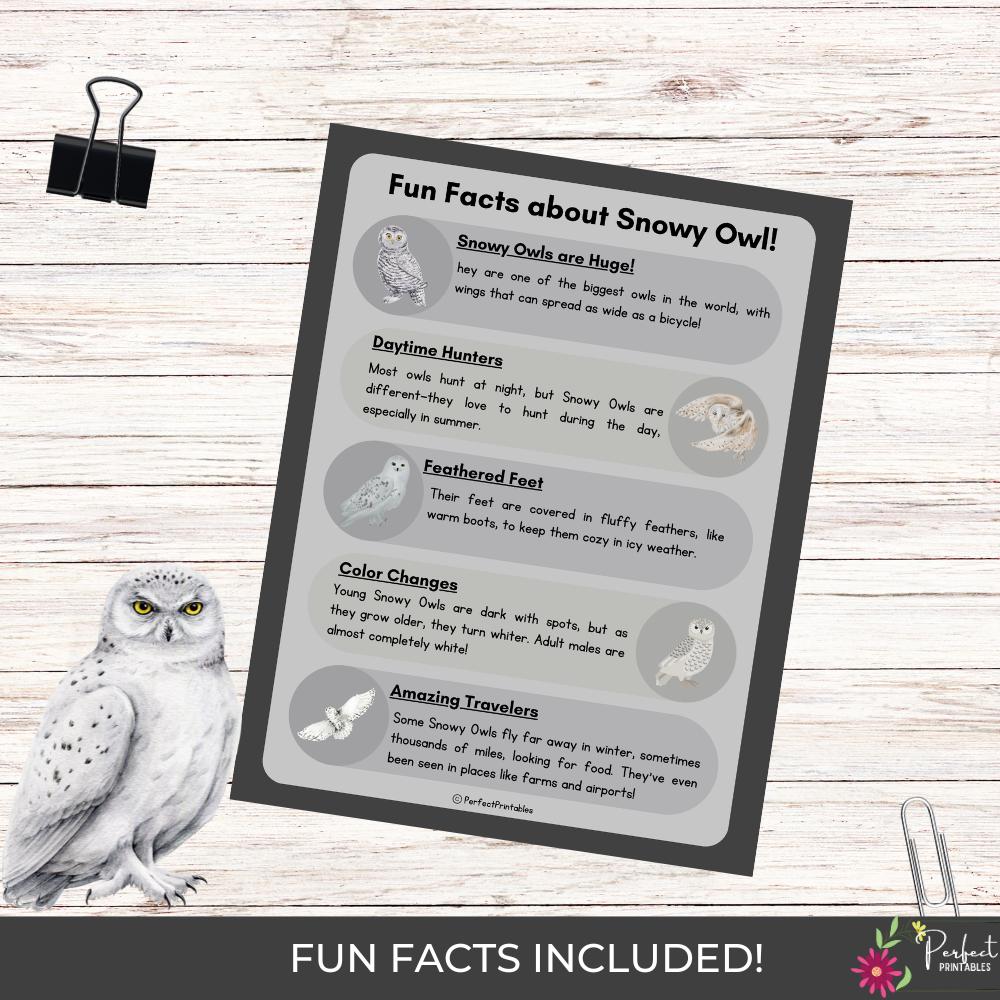 Life Cycle of a Snowy Owl Worksheet- Winter Animal Science Unit Study ...