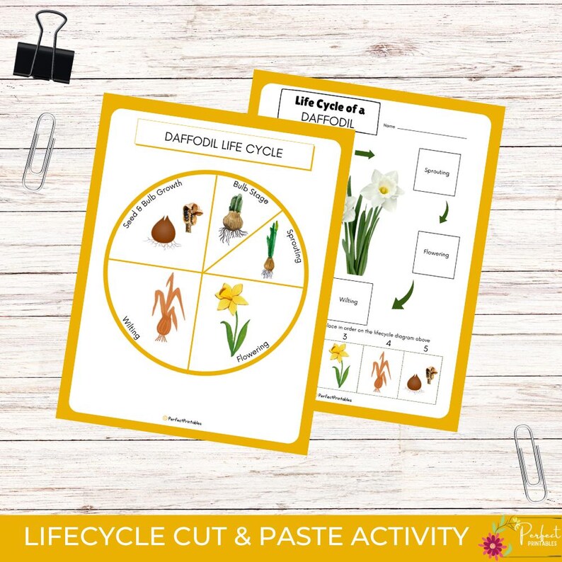 Life Cycle of a Daffodil Worksheet | Spring Plant Unit Study With Fun ...